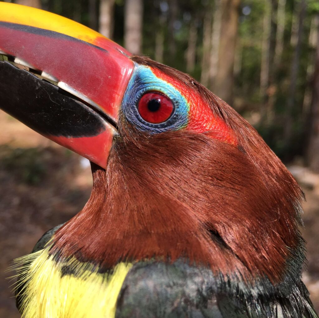 Pesquisa revela importância do manejo florestal sustentável na Amazônia