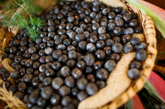 Amazonas é um dos Maiores Produtores de Açaí da Região Norte