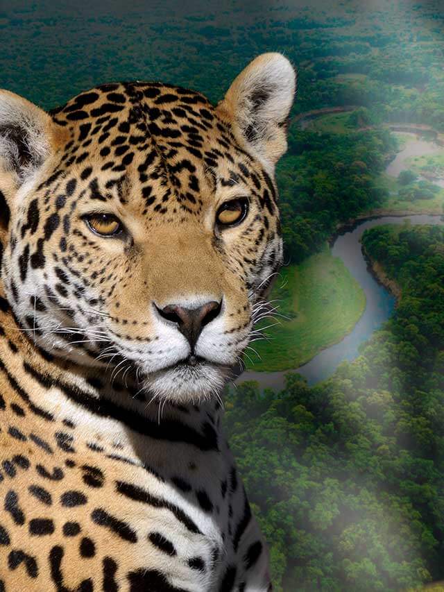 Espécies de Animais no Amazonas: Surpresas da Fauna Amazônica - Gazeta ...