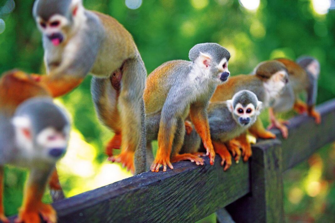 Principais Animais da Amazônia na Fauna Brasileira